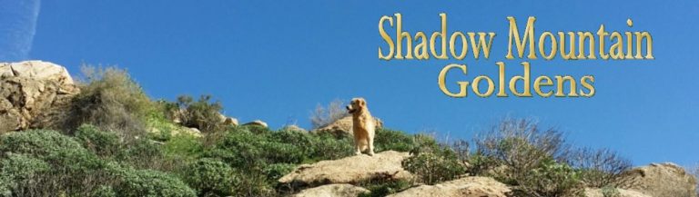 Shadow Mountain Goldens – Golden Retrievers, Moreno Valley, California