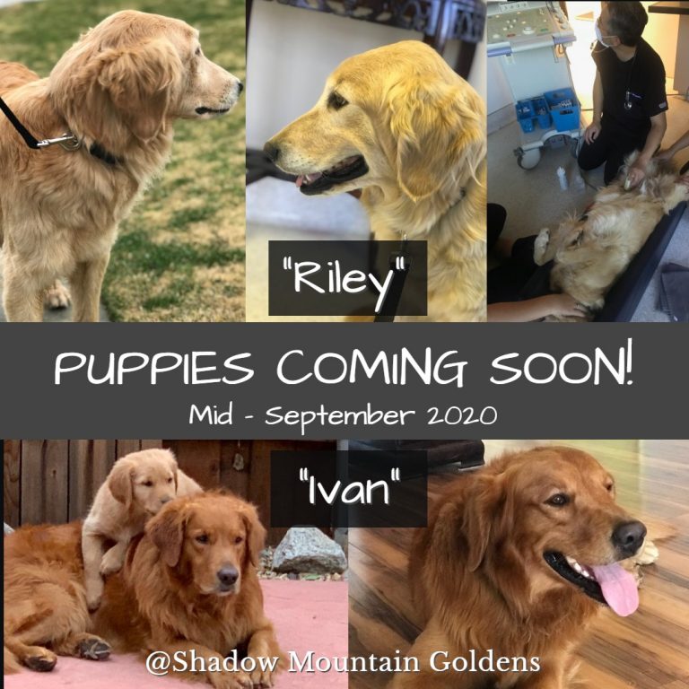 News & Updates – Shadow Mountain Goldens