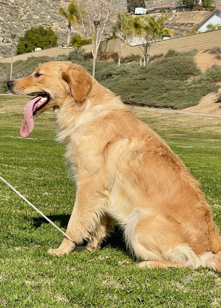 Our Dogs – Shadow Mountain Goldens