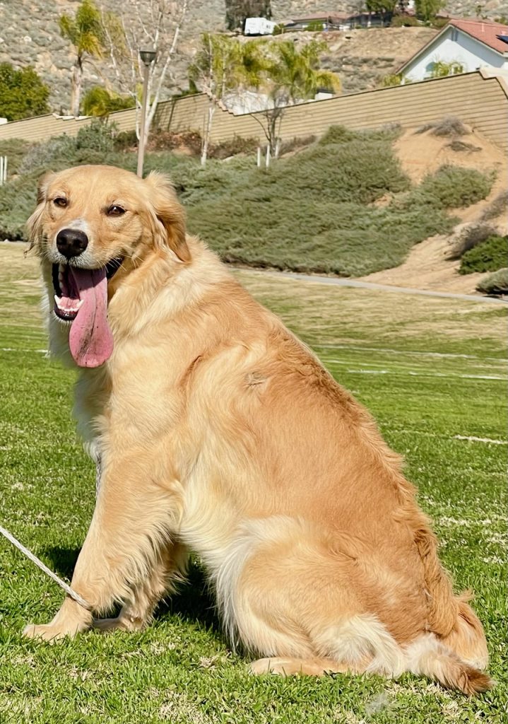Our Dogs – Shadow Mountain Goldens