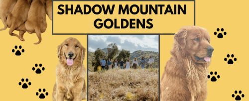 Shadow Mountain Goldens – Golden Retrievers, Moreno Valley, California